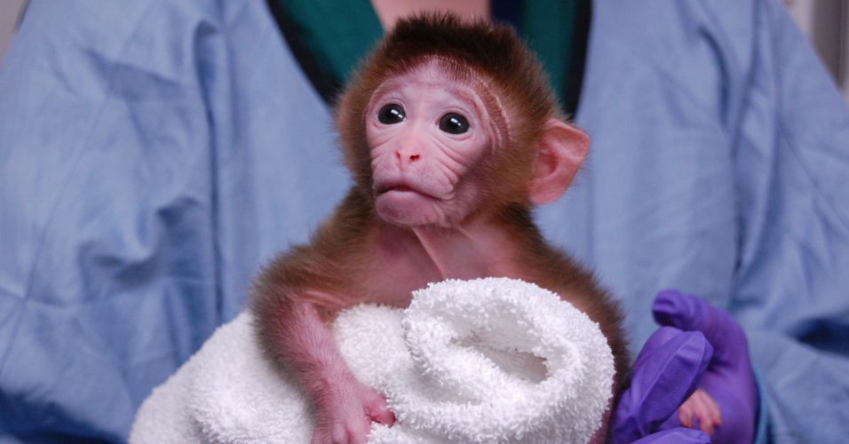 Nascem nos EUA os primeiros macacos quiméricos - Fotos - Ciência