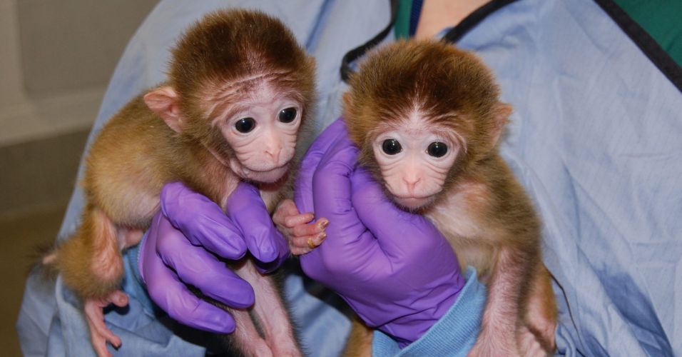 Nascem nos EUA os primeiros macacos quiméricos - Fotos - Ciência
