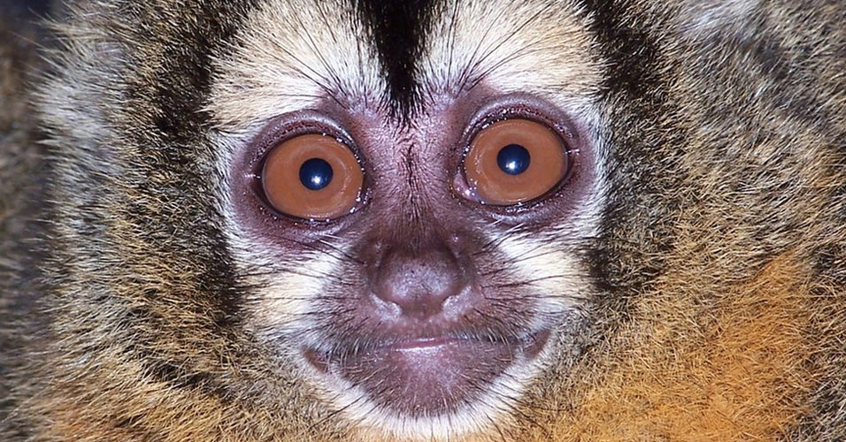 Cientistas estudam macacos para entender sua evolução - Fotos - Ciência